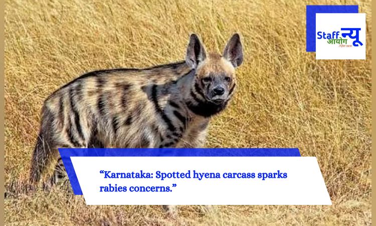 Karnataka: Spotted hyena carcass sparks rabies concerns - sscnr